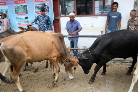 Cattle Trader Displays Their Cattle Sale Editorial Stock Photo - Stock ...