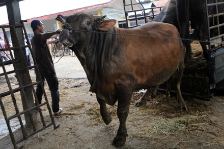 Cattle Trader Displays Their Cattle Sale Editorial Stock Photo - Stock ...