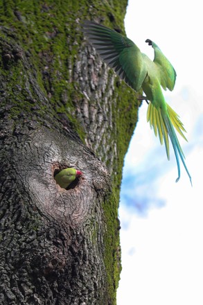 Parrots Seen Park Fiftieth Anniversary Brussels Editorial Stock Photo ...