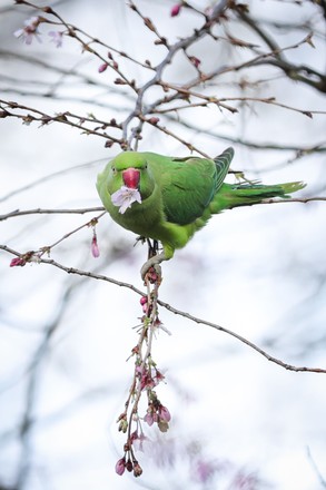 Parrot Seen Park Fiftieth Anniversary Brussels Editorial Stock Photo ...