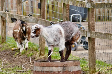 Pygmy Goats Play On Bucket Small Editorial Stock Photo - Stock Image ...