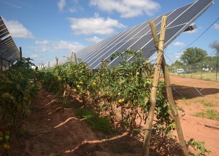 Tomatoes Grow Under Solar Panels Botswana Editorial Stock Photo - Stock ...