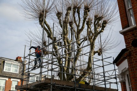 Workmen Erect Scaffolding Around 120yearold Tree Editorial Stock Photo ...