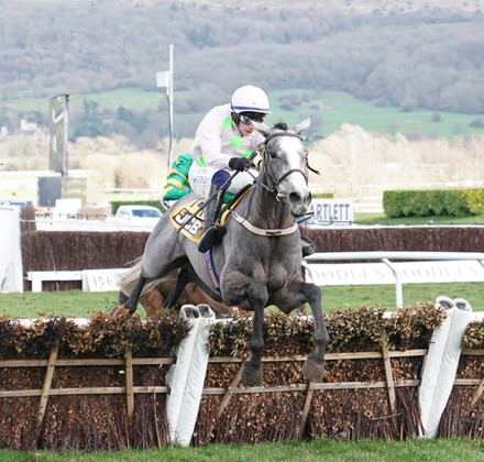 Cheltenham Racecourse Jcb Triumph Hurdle Race Editorial Stock Photo ...