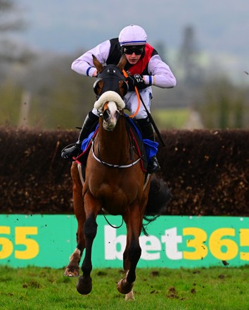 Race Winner Auditoria Ridden By Fergus Editorial Stock Photo - Stock ...