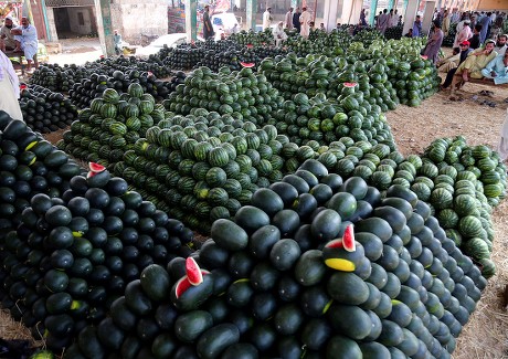 Pakistani Laborers Sort Watermelons Fruit Vegetable Editorial Stock ...