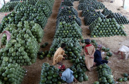 Pakistani Laborers Sort Watermelons Fruit Vegetable Editorial Stock ...