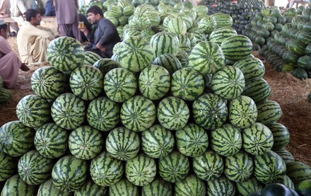 Pakistani Laborers Sort Watermelons Fruit Vegetable Editorial Stock ...