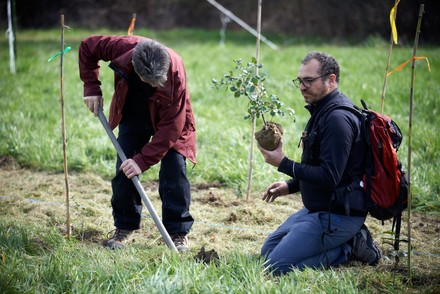 Man Prepares Plant Green Oak Tree Editorial Stock Photo - Stock Image ...