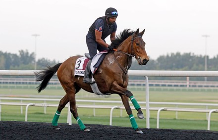 Pogo Training Al Quoz Sprint Meydan Editorial Stock Photo - Stock Image ...