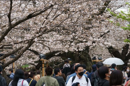 Cherry Blossoms Viewing Editorial Stock Photo - Stock Image | Shutterstock