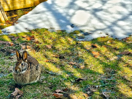 Wild Rabbit Seen On First Day Editorial Stock Photo - Stock Image ...