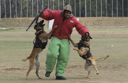 National Security Guards Nsg Dog Commando Editorial Stock Photo - Stock ...