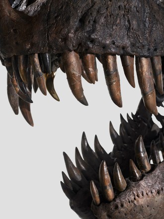 Trextasy a Fully Complete Skeleton Tyrannosaurs Editorial Stock Photo ...