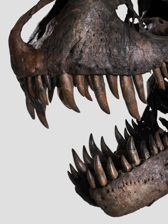 Trextasy a Fully Complete Skeleton Tyrannosaurs Editorial Stock Photo ...