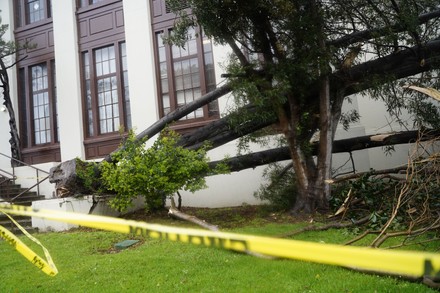 Tree Fell Down During Strong Storm Editorial Stock Photo - Stock Image ...
