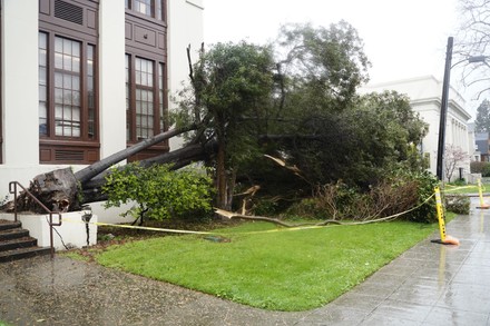 Tree Fell Down During Strong Storm Editorial Stock Photo - Stock Image ...