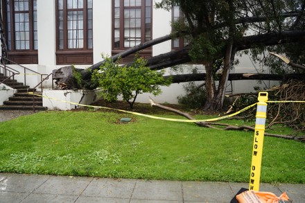 Tree Fell Down During Strong Storm Editorial Stock Photo - Stock Image ...