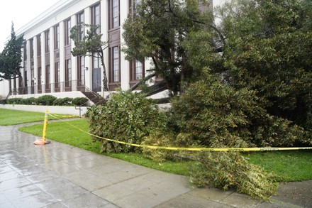 Tree Fell Down During Strong Storm Editorial Stock Photo - Stock Image ...
