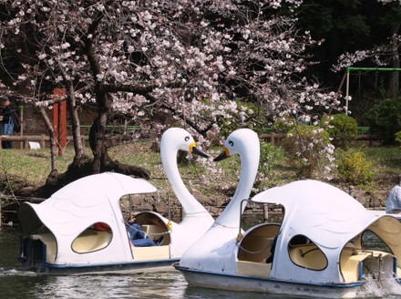 People Enjoy Ride Swan Boats Under Editorial Stock Photo - Stock Image ...