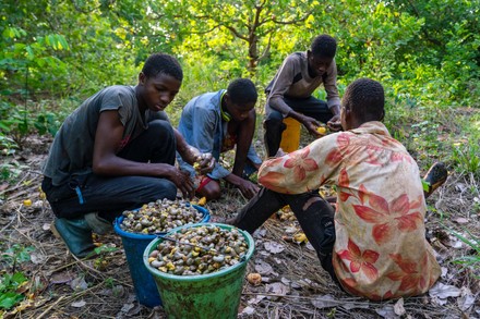 24 Cashew farming Stock Pictures, Editorial Images and Stock Photos | Shutterstock
