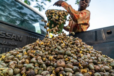 24 Cashew farming Stock Pictures, Editorial Images and Stock Photos | Shutterstock