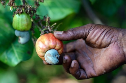 24 Cashew farming Stock Pictures, Editorial Images and Stock Photos | Shutterstock