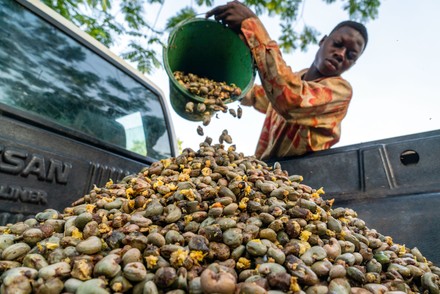 24 Cashew farming Stock Pictures, Editorial Images and Stock Photos | Shutterstock