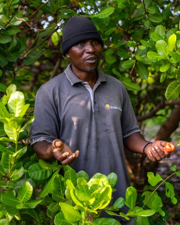 24 Cashew farming Stock Pictures, Editorial Images and Stock Photos ...