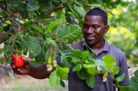 24 Cashew farming Stock Pictures, Editorial Images and Stock Photos | Shutterstock