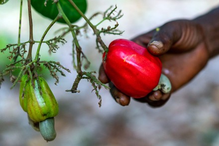 24 Cashew farming Stock Pictures, Editorial Images and Stock Photos | Shutterstock