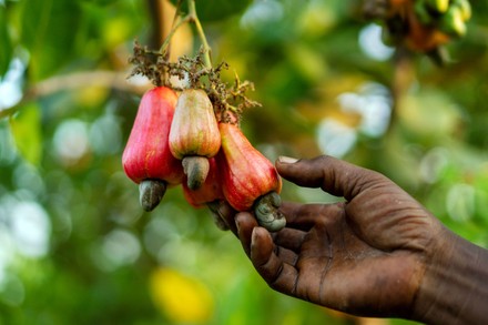24 Cashew farming Stock Pictures, Editorial Images and Stock Photos | Shutterstock