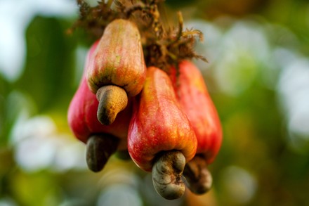 24 Cashew farming Stock Pictures, Editorial Images and Stock Photos | Shutterstock