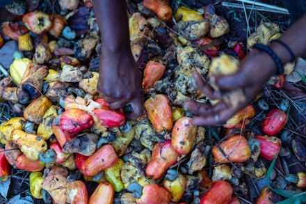 24 Cashew farming Stock Pictures, Editorial Images and Stock Photos | Shutterstock