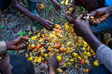 24 Cashew farming Stock Pictures, Editorial Images and Stock Photos | Shutterstock