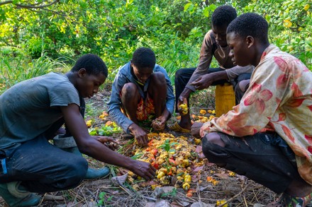 24 Cashew farming Stock Pictures, Editorial Images and Stock Photos | Shutterstock