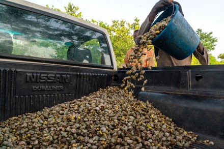 24 Cashew farming Stock Pictures, Editorial Images and Stock Photos | Shutterstock