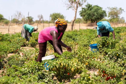 Ghanaian Women Farmers Harvest Pepper Fields Editorial Stock Photo ...