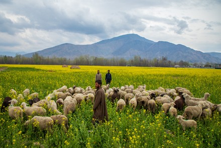 Kashmiri Shepherds Grazing Their Sheep Alongside Editorial Stock Photo ...