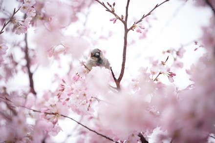 Bird Perches Among Blooming Cherry Blossom Editorial Stock Photo ...