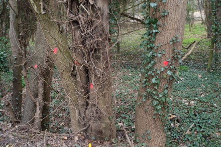 Trees Marked Felling Bray Berkshire Over Editorial Stock Photo - Stock ...