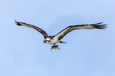 This Moment Wings Osprey Fold Lines Editorial Stock Photo - Stock Image ...