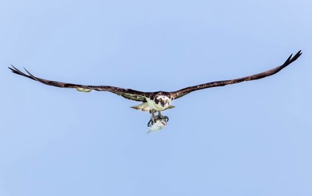This Moment Wings Osprey Fold Lines Editorial Stock Photo - Stock Image ...