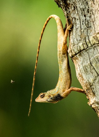 This Foolish Fly Pestered Lizard Long Editorial Stock Photo - Stock ...