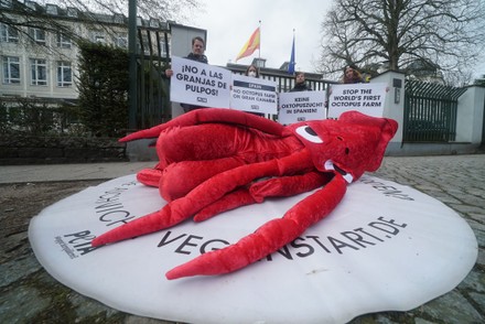 No Octopus Farm Gran Canaria Peta Editorial Stock Photo - Stock Image ...