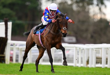Copperhead Ridden By Brendan Powell Race Editorial Stock Photo - Stock ...