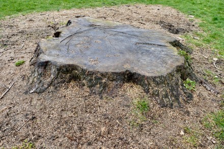 New Trees Have Been Replanted Replenish Editorial Stock Photo - Stock ...
