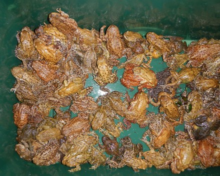 Pictured Toads Frogs Rescued One Night Editorial Stock Photo - Stock ...