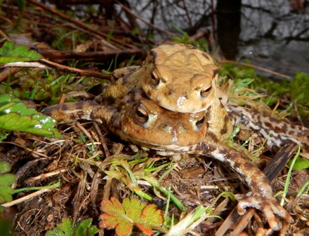 Pictured Mating Pair Toads Next Pond Editorial Stock Photo - Stock ...