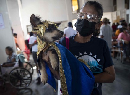 Dog Dressed During Celebration Honor Saint Editorial Stock Photo ...